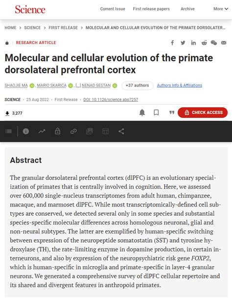 耶鲁科学家找到了人类大脑前额叶皮层区域的独有特征 科学探索 Cnbeta Com