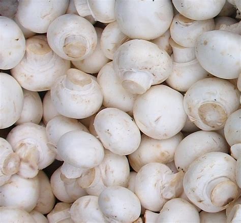 Шампиньон двуспоровый (Agaricus bisporus) фото и описание