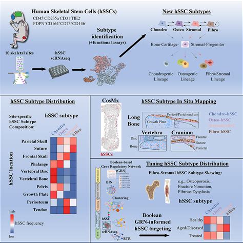 Human Skeletal Development And Regeneration Are Shaped By Functional