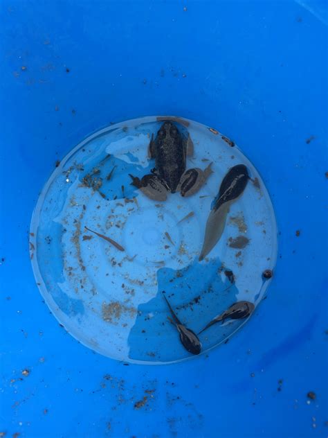 野外観察会 身近な水辺の生き物たちを知っていますか～愛知こどもの国の水辺の生き物を調べよう～ │あいちサイエンス・コミュニケーション