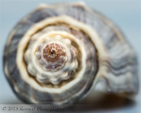 Sea Shell Spiral Korwel Photography