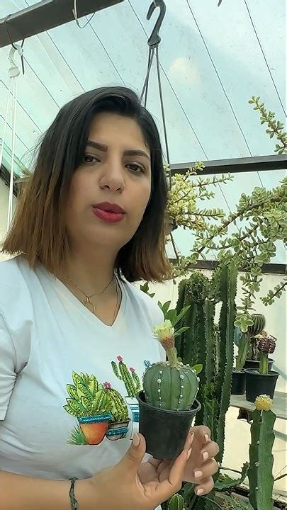 راز نگهداری کاکتوسبه کاکتوس چقد آب بدیم؟قسمت دوم Youtube