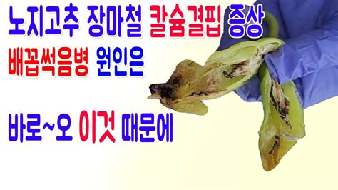 고추장마철칼슘결핍원인 고추칼슘결핍증상 고추영양부족현상 고추잎이노래지는원인 Youtube
