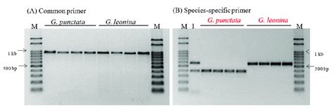 Identification Of Species Via Multiplex Polymerase Chain Reaction Pcr Download Scientific