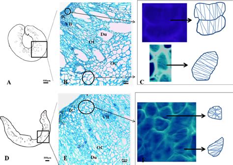 Diagrams Anatomy And Cellulose Microfibril Arrangement Of Mature And
