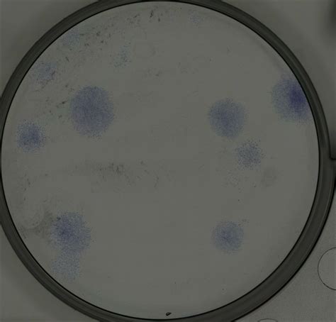 counting cell groups image analysis image sc forum
