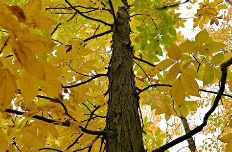 Shagbark Hickory Vs Shellbark Hickory Tree 10 Differences Between These Towering Giants A Z