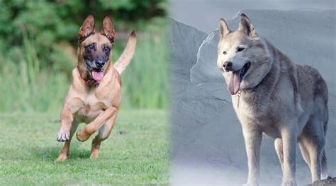 Belusky Belgian Malinois And Husky Mix Info Pictures Characteristics And Facts Hepper