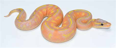 1st Class Pythons Added A New Photo 1st Class Pythons