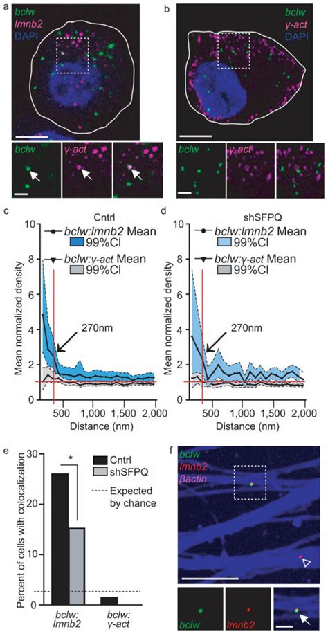 Sfpq Is Required For Co Assembly Of Bclw And Laminb2 Mrna Within Rna Download Scientific