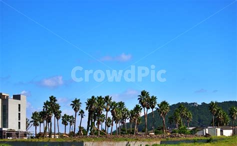 Tree 나무 Arecaceae Palmtree 야자수 사진이미지일러스트캘리그라피 Thek작가