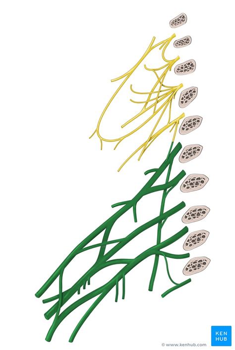Brachial Plexus Anatomy Branches And Mnemonics Kenhub