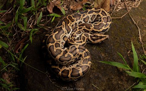 Burmese Python Python Bivitattus —