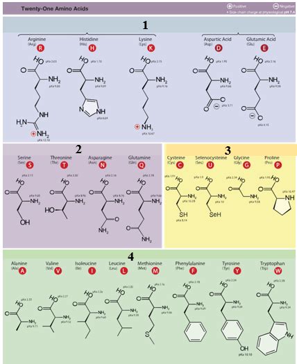 Amino Acid Structure Chart Polar Nonpolar