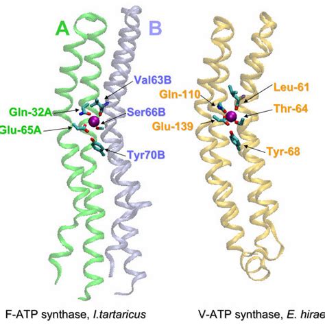 Structure And Evolutionary Relationships Of F And V Type Atpases Download Scientific Diagram
