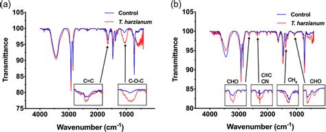 Fourier Transform Infrared Ftir Spectra Of Pe Particles After 30 Days