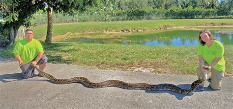 The Biggest Pythons Ever Caught In Florida Field And Stream