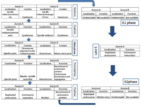 3 Human Aurora Kinases A B Localization And Function In Different