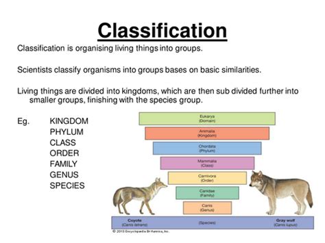 Gcse Biology Classification Ppt And Worksheets Teaching Resources