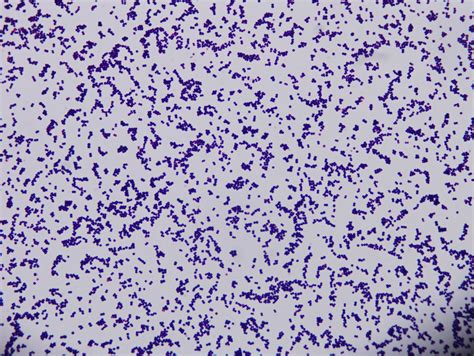 Staph Bacteria Gram Stain