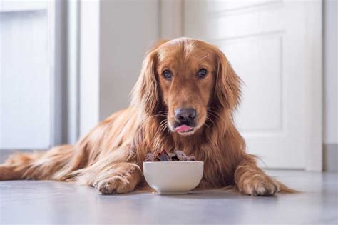 Can Dogs Eat Beef Jerky Stylebuzzer