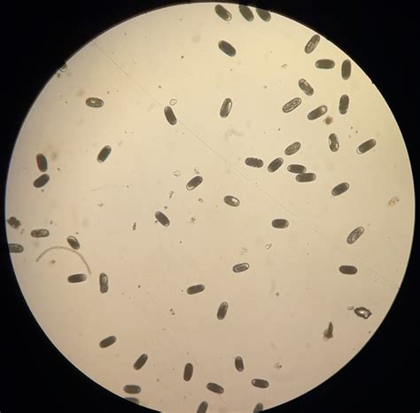 Southern Root Knot Nematode In Corn Nc State Extension Publications