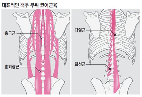 복부 안쪽 코어근육 약하면 디스크골절 위험 높다 당신의 건강가이드 헬스조선