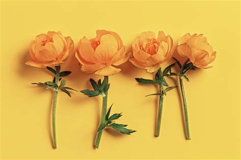 최소한의 탑 뷰 계절 스타일링 패턴 노란색 배경에 노란색 섬세한 작은 꽃 모란 미적 식물 디자인 플랫 레이 자연 봄 시즌 카드 자연 꽃이 만발한 여름 꽃 개체 그룹에 대한