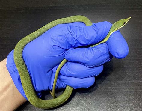 Python B Progschai Philodryas Baroni Elaphe Carinata P G Okeetee Sopot