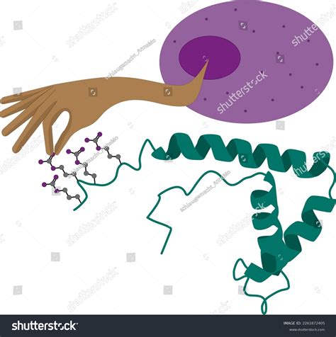Frameshift Mutation Mutation Frameshift