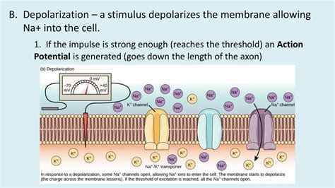 Neuron Function Ppt Download