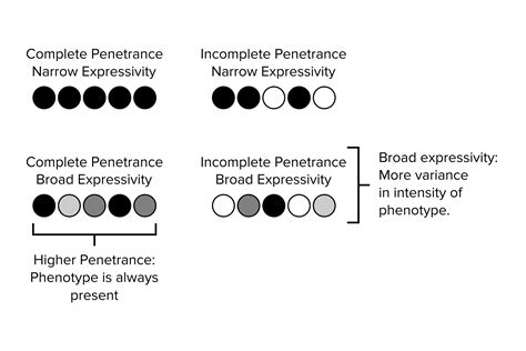 Genetics And Evolution For The Mcat Everything You Need To Know