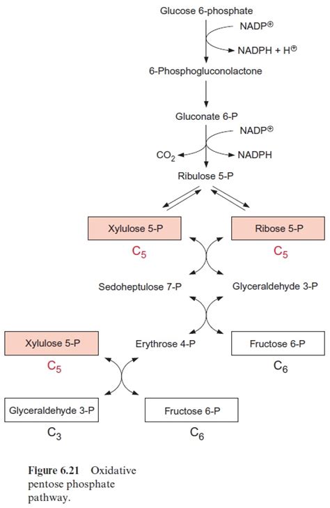 Besides The Reductive Pentose Phosphate Pathway There Is Also An