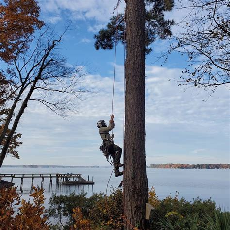 Tree Trimming In Columbia SC Sox Freeman
