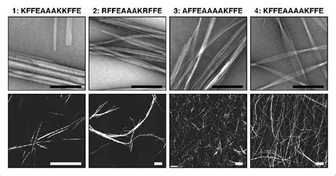 Structure And Morphology Of Different Amyloid Aggregates Assembled From Download Scientific