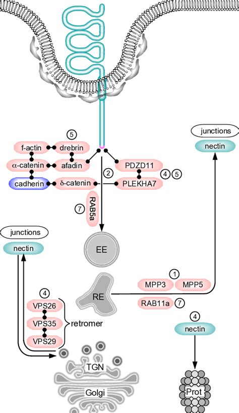 Nectin Trafficking Pathways Nectin Was Internalized Via Download Scientific Diagram