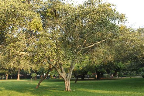 Journeys Across Karnataka Ficus Krishnae Trees In Karnataka