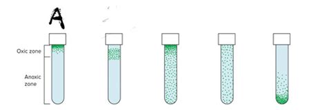 Micro Midterm Lab Practical Flashcards Quizlet