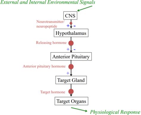 Week 26 Hypothalamic Pituitary And End Organ Axis Flashcards Quizlet