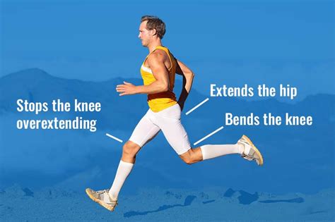 Lower Hamstring Tendonitis Causes Symptoms Treatment And Recovery Times