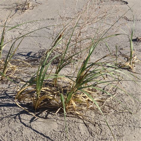 Silky Panicgrass From Palm Springs Ca Usa On March 20 2024 At 0800