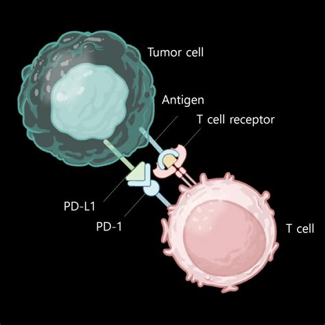Cytotoxic T Cell Lambda Biologics