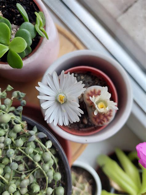 My First Lithops 🌸 R Lithops