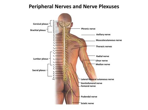 Ppt Radicular Syndrome Powerpoint Presentation Free Download Id 2357476