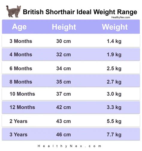 British Shorthair Weight Chart By Age And Height
