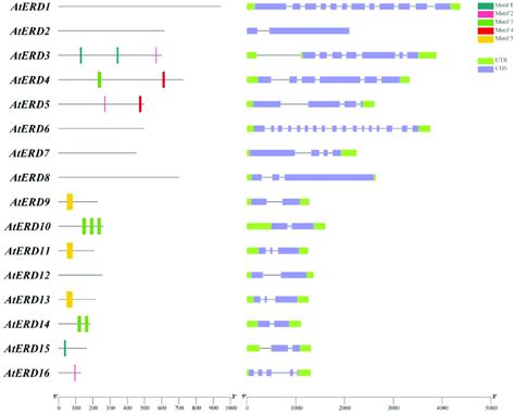 Conserved Domain Left And Structure Analysis Right Of 16 Aterd Download Scientific Diagram