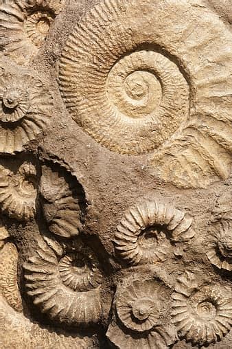 Royalty Free Fossil Photos Pikist