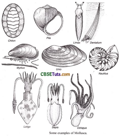Classification Of Phylum Mollusca Cbse Tuts