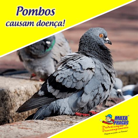 A Criptococose Popularmente Conhecida Como Doença Do Pombo é Uma