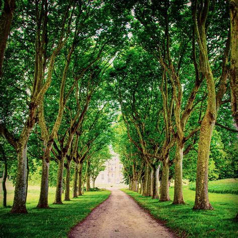 Fotos Gratis árbol Naturaleza Planta Luz De Sol Flor Piedra Francia Verde Selva Otoño
